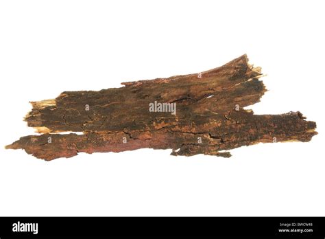 Tree Bark Hi Res Stock Photography And Images Alamy Tree Bark Hi Res Stock Photography And Images Alamy