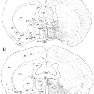 Weak With Sex Sexual Intercourse As A Trigger For Cataplexy Request PDF