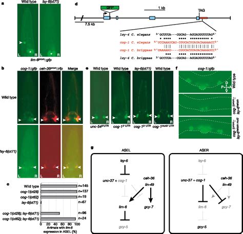 Chemoreceptor Cells Semantic Scholar