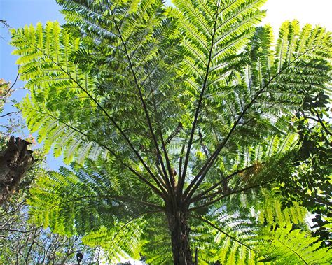 Tree Fern Earth Creation Landscapes Plant Library