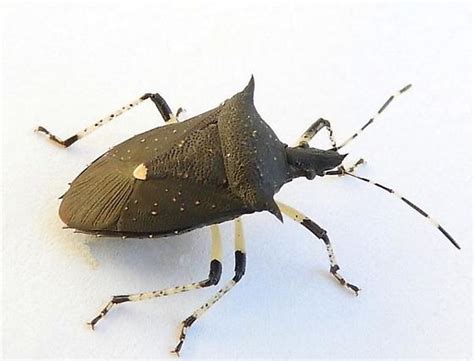 Florida True Bug Proxys Punctulatus BugGuide Net