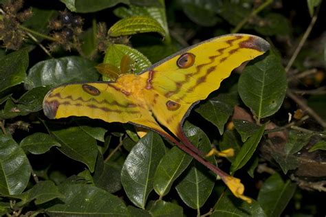 Comet Moth Identification Life Cycle Facts And Pictures
