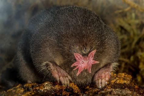 Weirdest Animals Weirdest Looking Animals Unveiling The Worlds