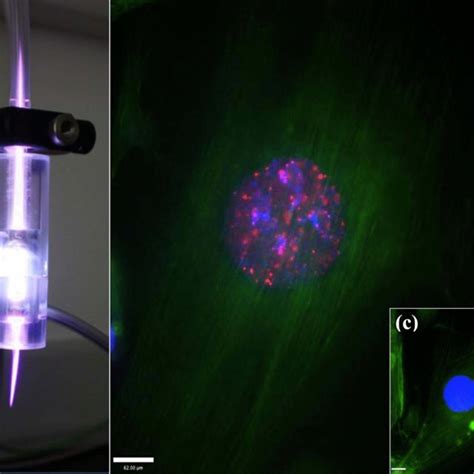 A Primary Prostate Epithelial Cells Were Treated With Low Temperature Download Scientific
