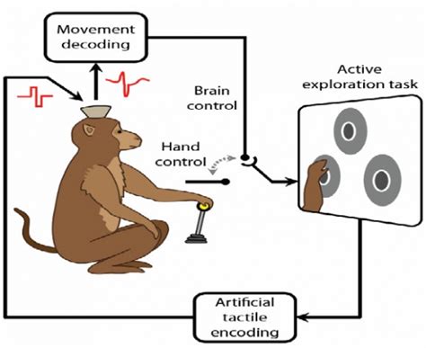Monkeys Use Brain Interface To Move And Feel Virtual Objects Ieee