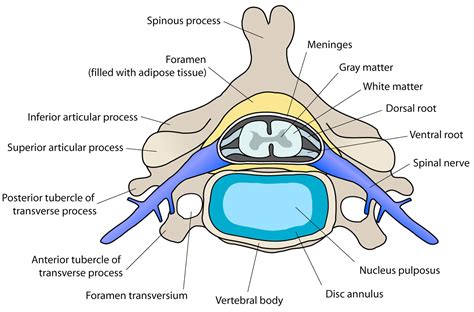 Cervical Strain Causes Symptoms Diagnosis And Treatment