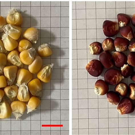 Color Phenotype Of Four Varieties Of Maize Kernels White W Yellow