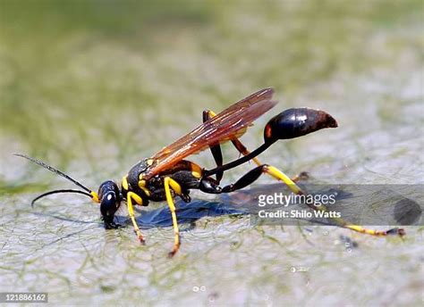 Mud Wasp Photos And Premium High Res Pictures Getty Images