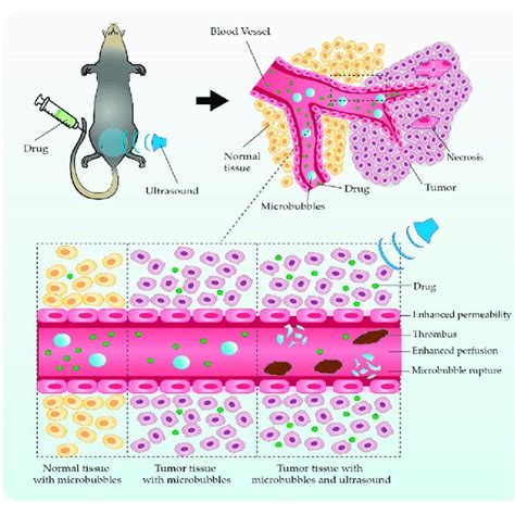 Ultrasound Mediated Microbubble Cavitation Enhances Biological