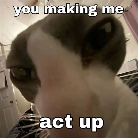 300 Cat Memes And Funny Images Dreams Quote