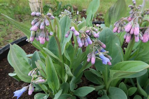 Mertensia sibirica - Изображение особи - Плантариум