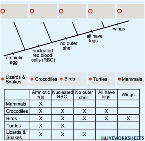 Aurum Science Phylogenetic Tree Worksheet Answers