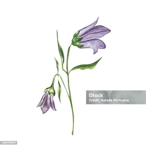 종의 수채화 그림입니다 광고 엽서 꽃꽂이 액자에 사용할 수 있습니다 Picture Postcard Show에 대한 스톡 벡터 아트 및 기타 이미지 Picture