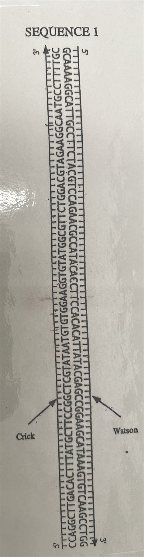 Solved DNA Sequence Choose A DNA Sequence Record Its Chegg Com