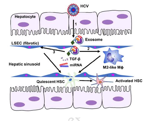 Schematic Diagram Of Hcv Exosomes Exosomes Released By Hcv Infected Download Scientific Diagram