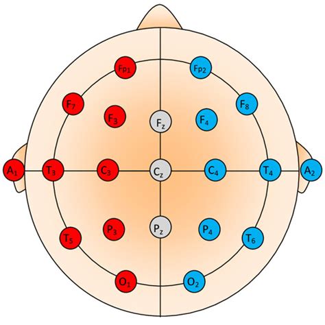 Eeg Cap 10 20 System