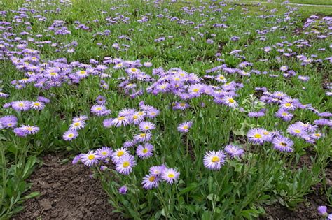 6월의 에리게론 스페시오서스의 무성한 녹색 단풍과 보라색 꽃 0명에 대한 스톡 사진 및 기타 이미지 0명 개망초속 개화 Istock