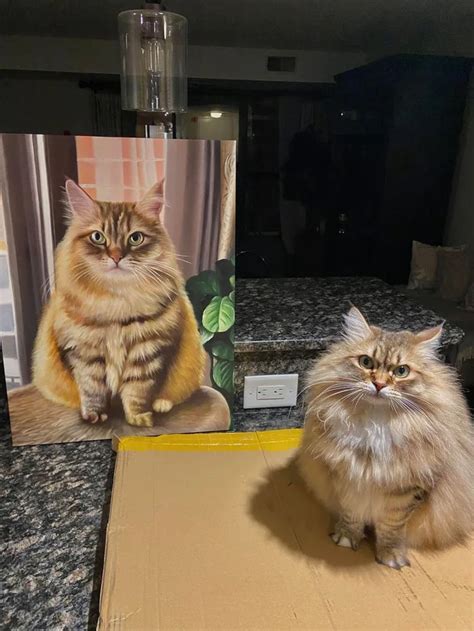 котэ заказчик недоволен Safereactor