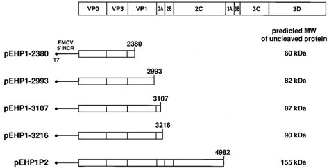 Schematic Representation Of Subgenomic Hav Constructs Used To Examine