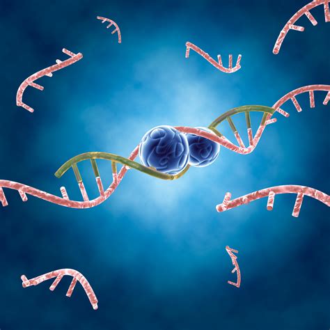 File Rnai1  Dolcerawiki