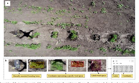 figure 1 from multi format open source weed image dataset for real time
