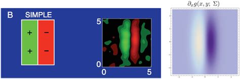 spatial component of receptive fields in v1 left simple cells in the