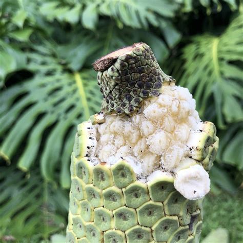 Miami Fruit Best Tropical Fruit Boxes In The Usa