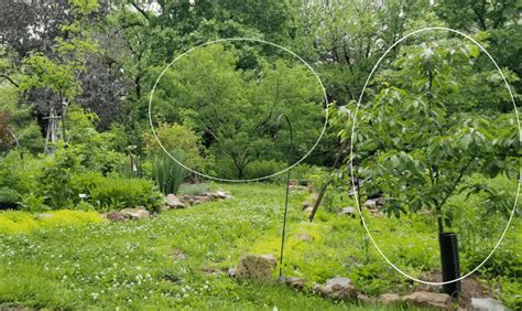 Fruit Tree Companion Planting Chart