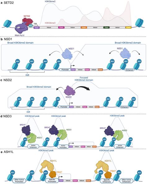 Systematic Perturbations Of Setd2 Nsd1 Nsd2 Nsd3 And Ash1l Reveal