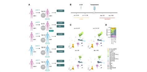 Clinical Set Up For Scrnaseq Of Pbmcs In Allohsct A Clinical Download Scientific Diagram