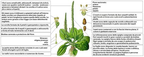 Greater Plantain Seeds Plantago Major 🌳🌼🌸🌿🌱🍉