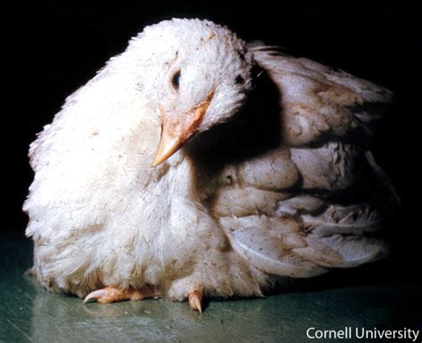 Newcastle Disease In Chickens