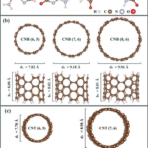 Optimized Structures Of A Dna Nucleotide Bases Cross Sectional And