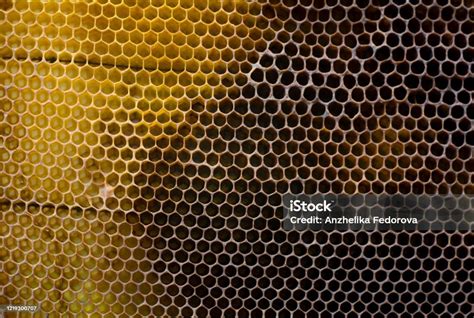 배경 질감 검은 색과 노란색 벌집 꿀벌 꿀 프레임 벌집 왁스 양 봉 0명에 대한 스톡 사진 및 기타 이미지 0명 건강관리와 의술 꽃가루 Istock