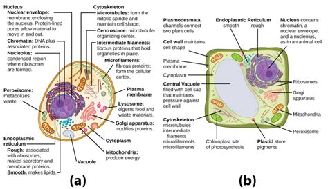 The Cell Surface Biology For Majors I