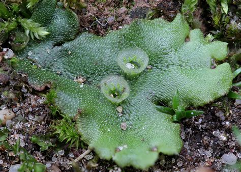 Kinds Of Liverworts