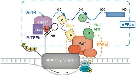 Transcription Elongation