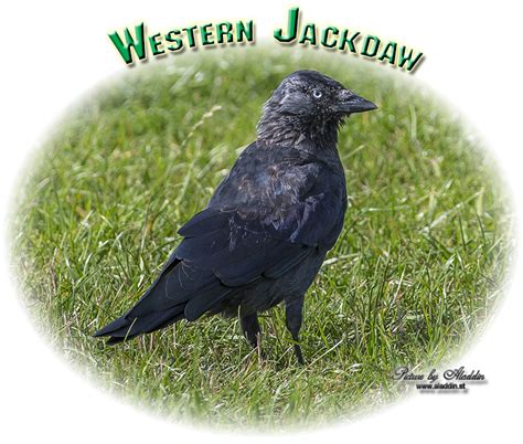 Birding Bird Watching In United Kingdom Western Jackdaw
