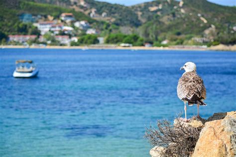 갈매기 조류 큰 Pixabay의 무료 사진 Pixabay