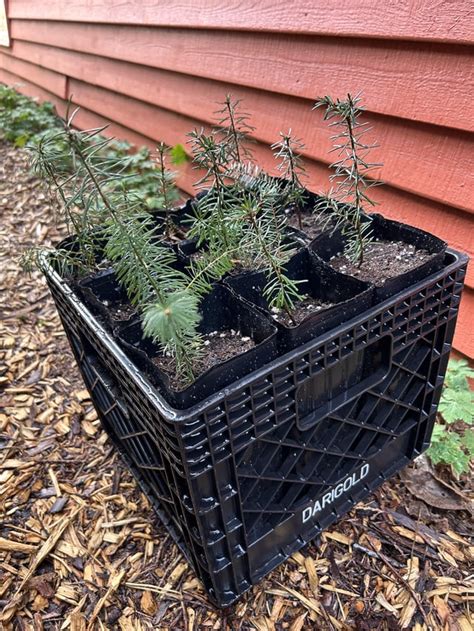 Milk Crates And Tree Pots Rnativeplantgardening