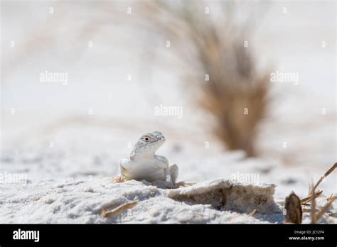 Bleached Earless Lizard Holbrookia Maculata Ruthveni White Sands