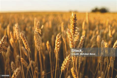 밀 필드입니다 황금 밀의 귀 닫습니다 아름 다운 자연 일몰 풍경입니다 빛나는 햇빛 아래 농촌 풍경입니다 초원 밀 필드의 귀를 숙성의 배경 가을에 대한 스톡 사진 및 기타