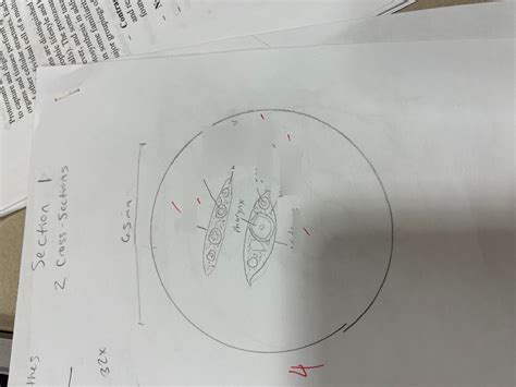 Platyhelminthes Cross Section Diagram Quizlet