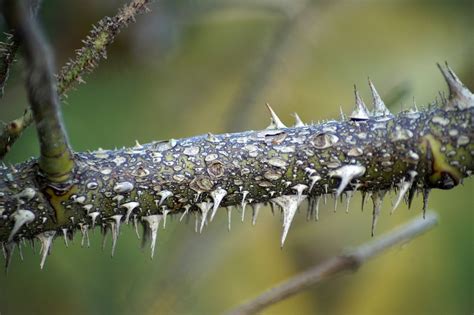 가시 가시가있는 날카로운 Pixabay의 무료 사진