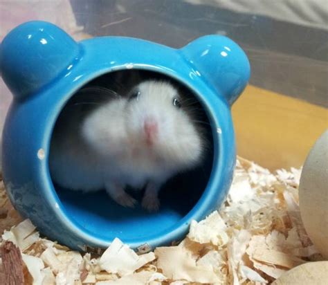 여름잠 자는 햄스터 인스티즈 Instiz 이슈 카테고리