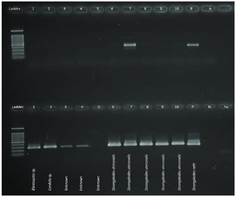 Conventional Nested Pcr Testing A Subset Of Samples With Primary Pcr