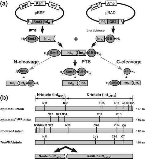 The Dual Expression System For Testing Pts Of Various New Split Download Scientific Diagram