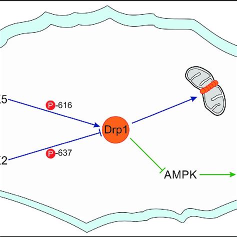 Role Of The Dynamin 1 Like Protein Drp1 On Glioma Stemness Blue Download Scientific Diagram