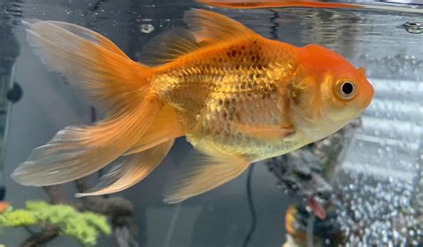 Ammonia Smell Cooking Fish At Tanner Troy Blog