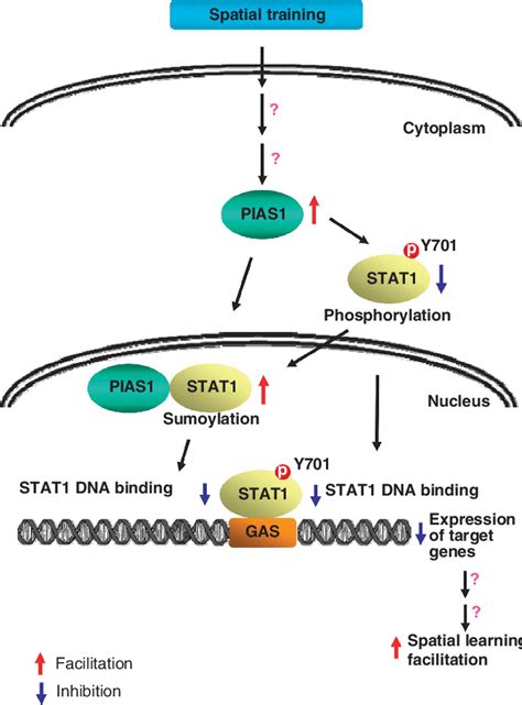 Schematic Diagram Showing The Relationship Among Spatial Training